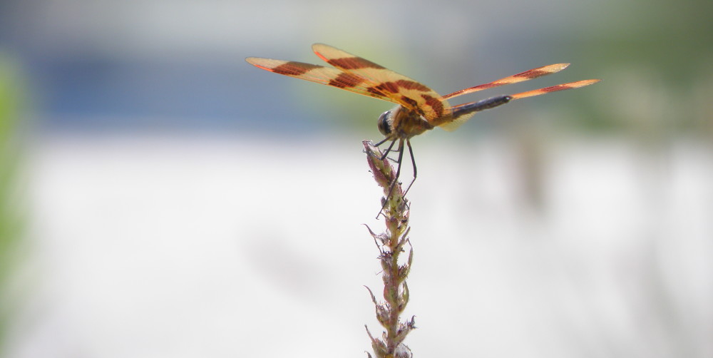 How A Dragonfly Personifies Transformation in Christ • 1Glories